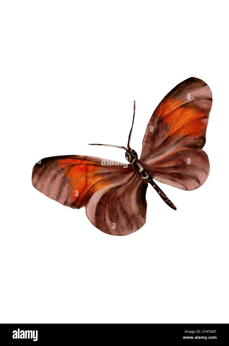 Butterfly view from above. The wings are open. Brown, black and red ...