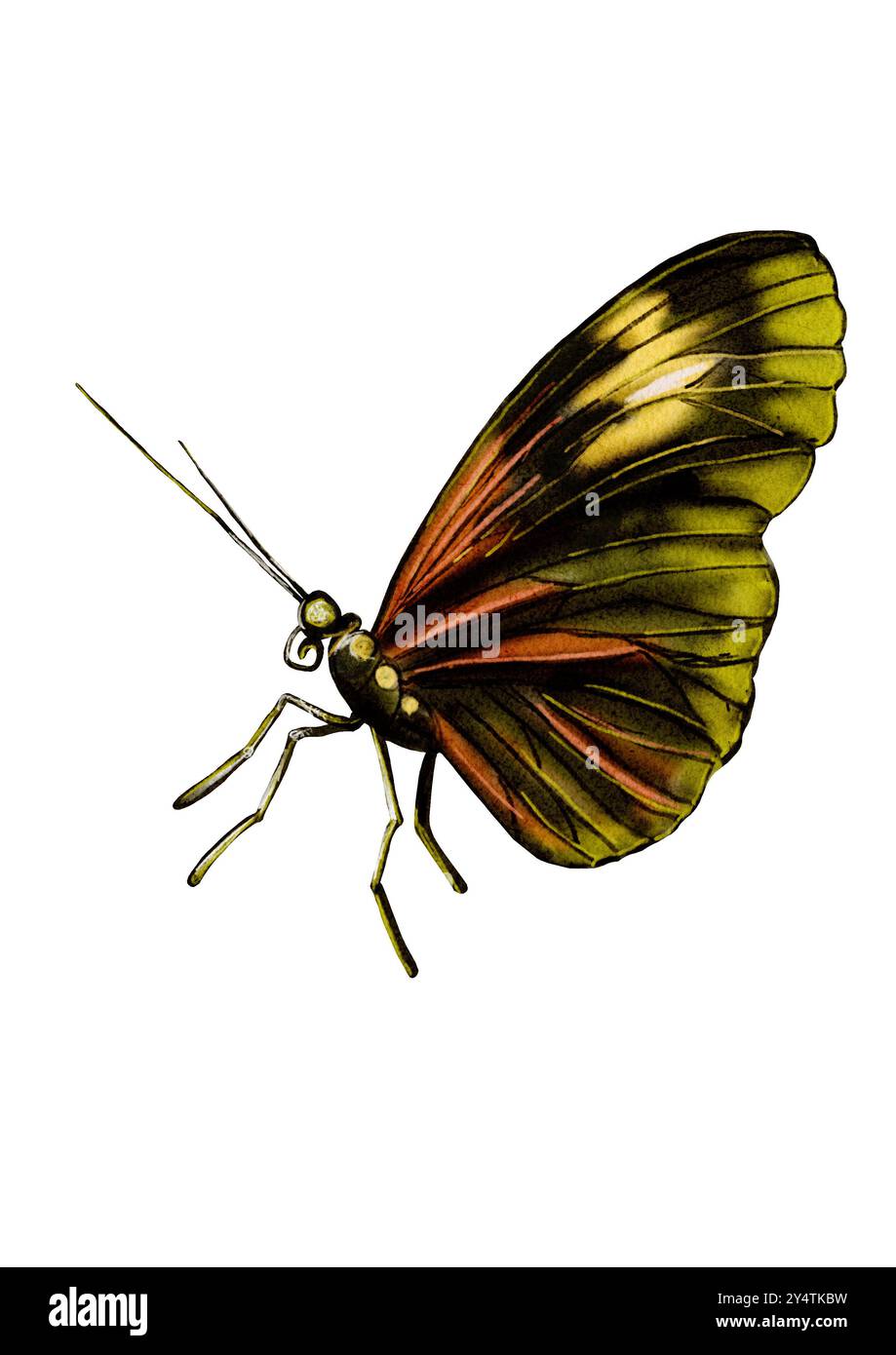 Butterfly side view. The wings are folded. Green, red, gray. Beautiful ...