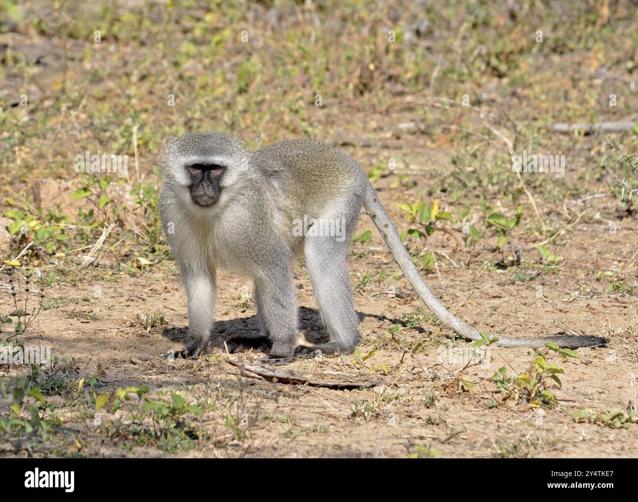 A wild vervet monkey (Chlorocebus pygerythrus), photographed in the ...