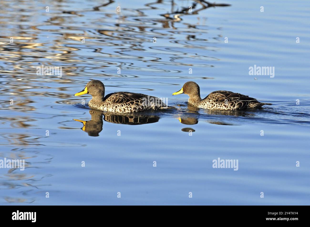 Ducks swimming in a river hi-res stock photography and images - Alamy