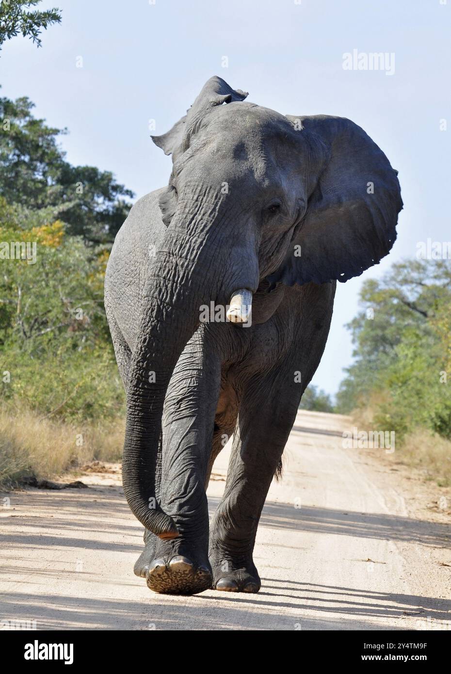 An aggressive African Elephant in the Kruger Park, South Africa, Africa ...