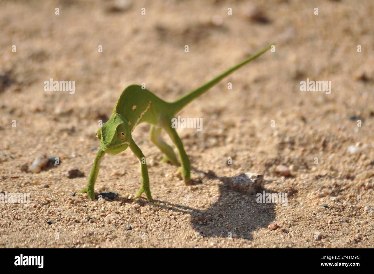 African Green Chameleon in dry ground in South Africa Stock Photo - Alamy