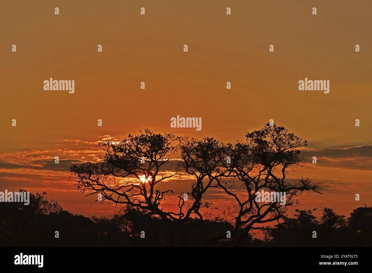 Sunset over trees in South Africa Stock Photo - Alamy