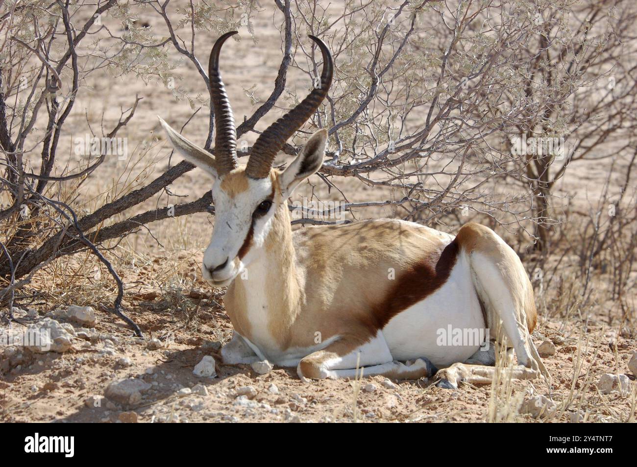 A Springbok Antelope in the Kalahari Desert, Southern Africa Stock ...