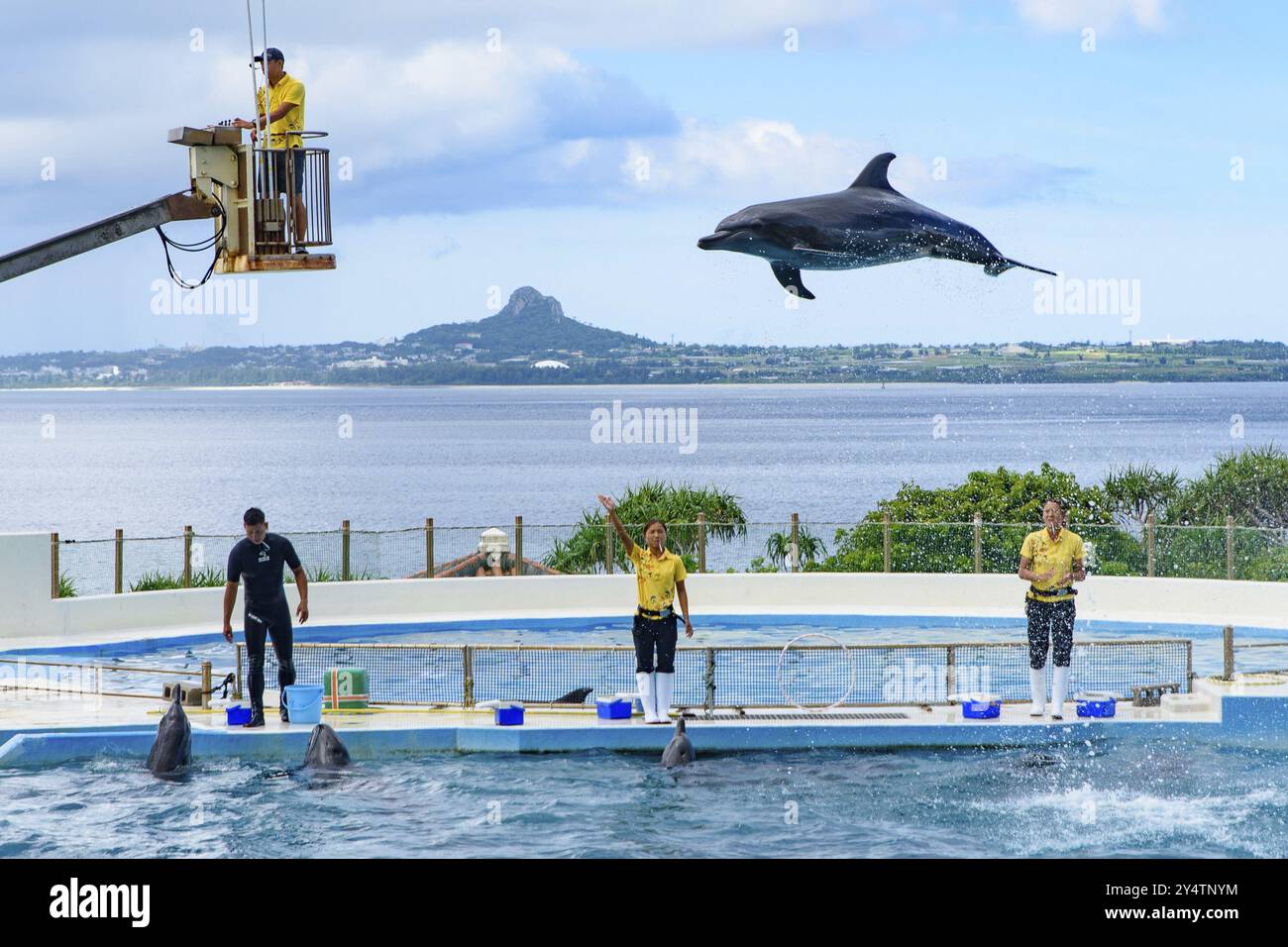 Dolphin Show (Okichan Theater) in Okinawa Churaumi Aquarium Stock Photo ...
