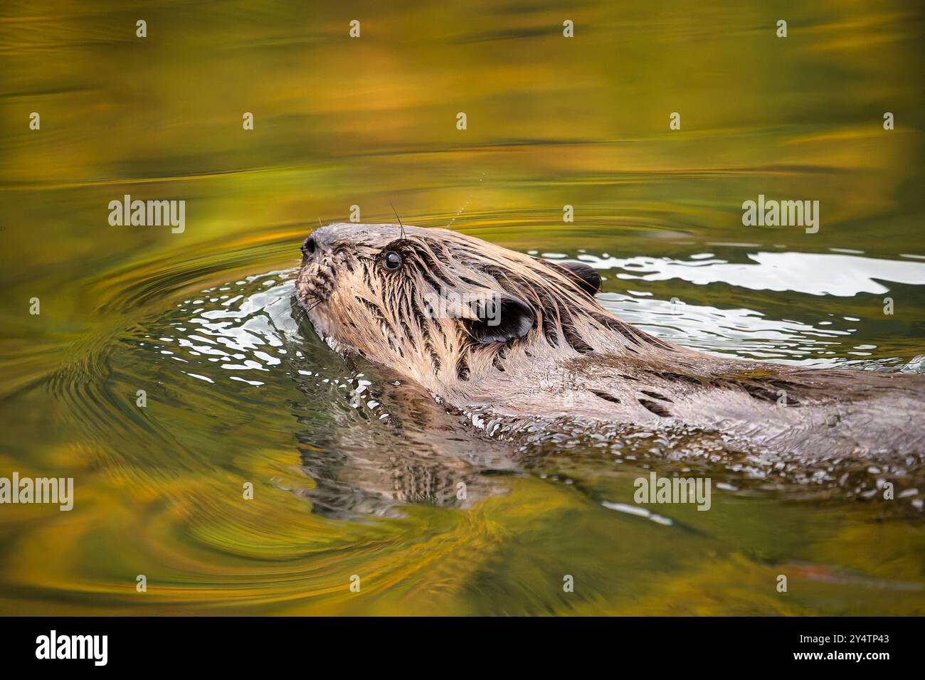 American Beaver reinforcing dam in Southcentral Alaska Stock Photo - Alamy