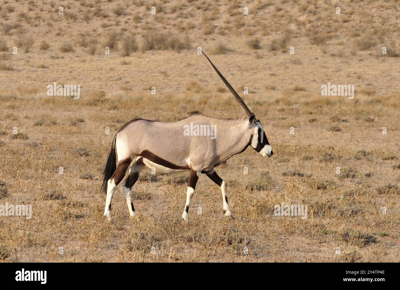 Female Gemsbok Antelope in the Kgalagadi Transfrontier Park, Southern ...