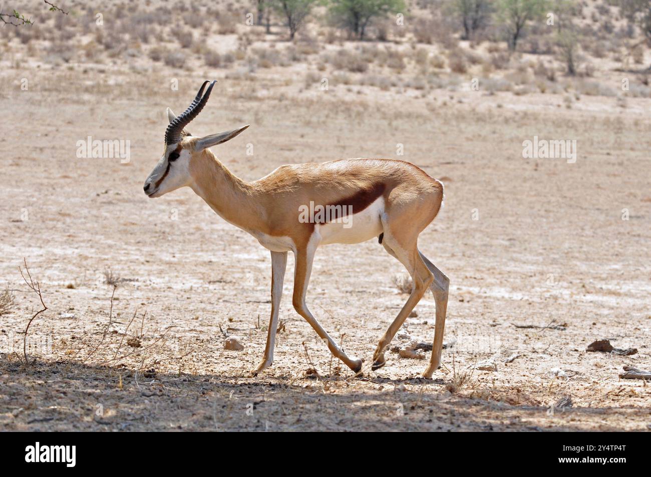 A Springbok Antelope in the Kalahari Desert, Southern Africa Stock ...