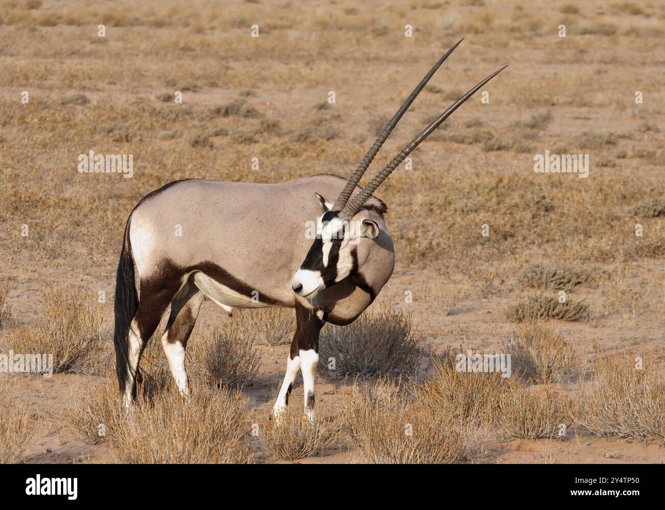 Male Gemsbok Antelope in the Kgalagadi Transfrontier Park, Southern ...