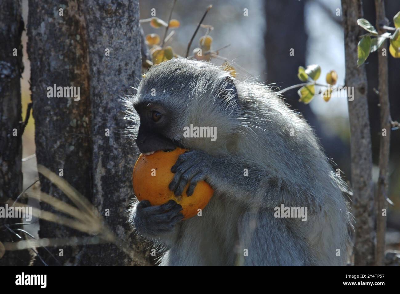 A wild vervet monkey (Chlorocebus pygerythrus) eating an orange ...