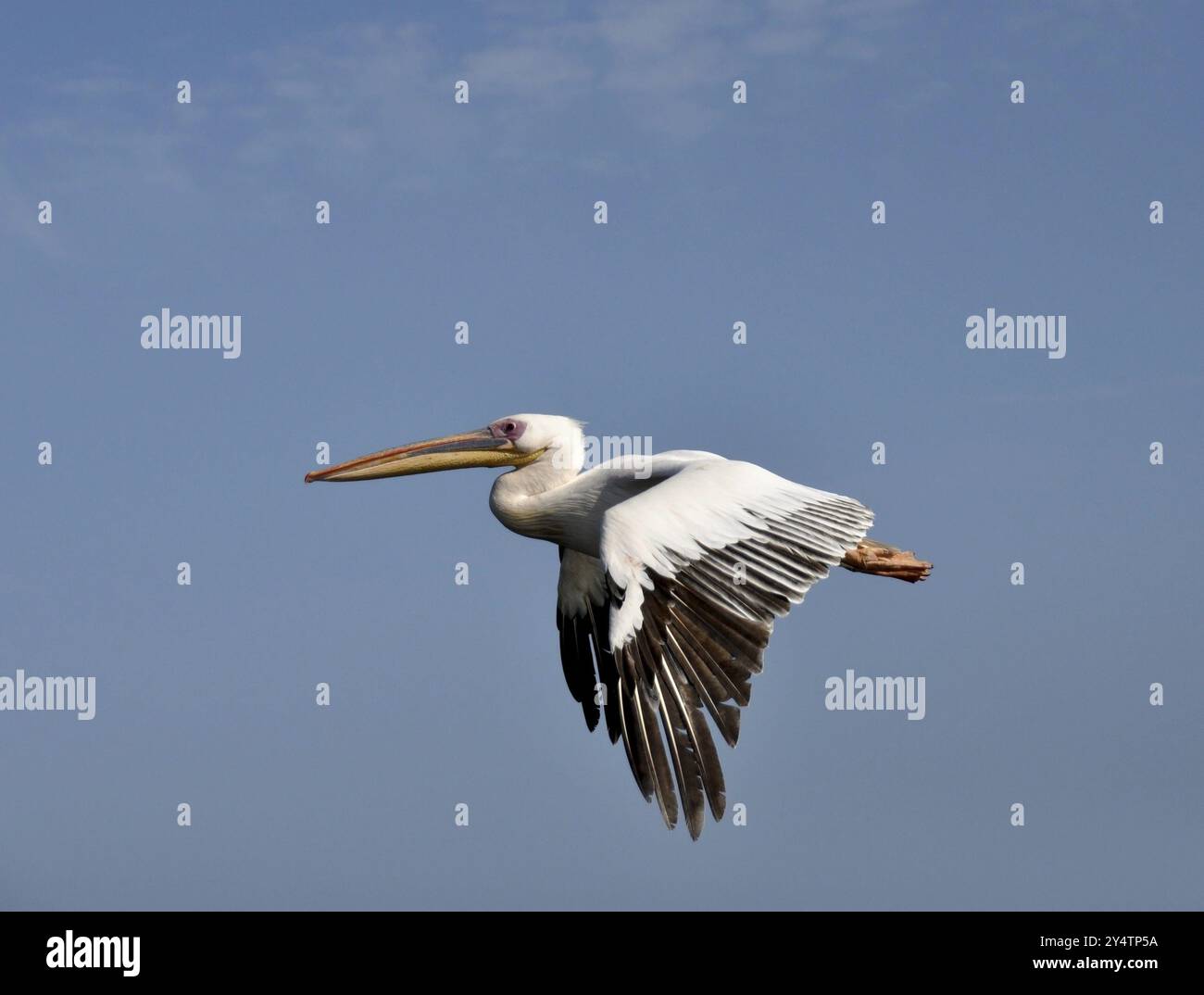 Pelican in flight Stock Photo - Alamy