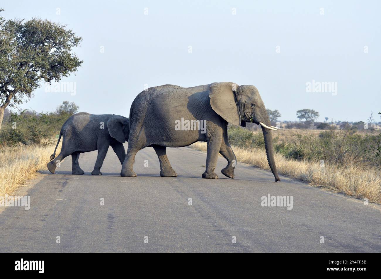 Wild animals southern africa hi-res stock photography and images - Alamy