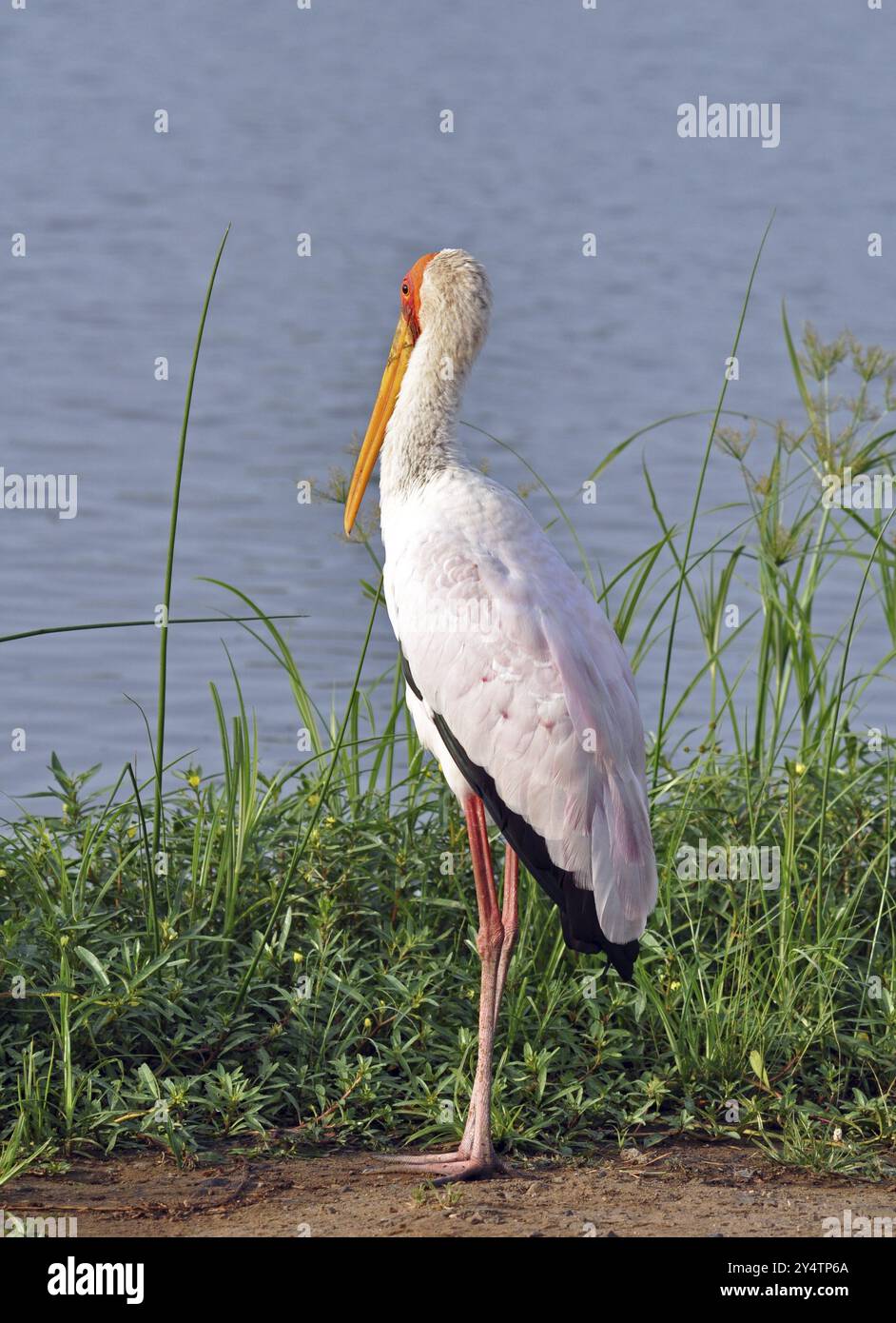 Yellow Billed Stork catching food in a lake in South Africa Stock Photo ...