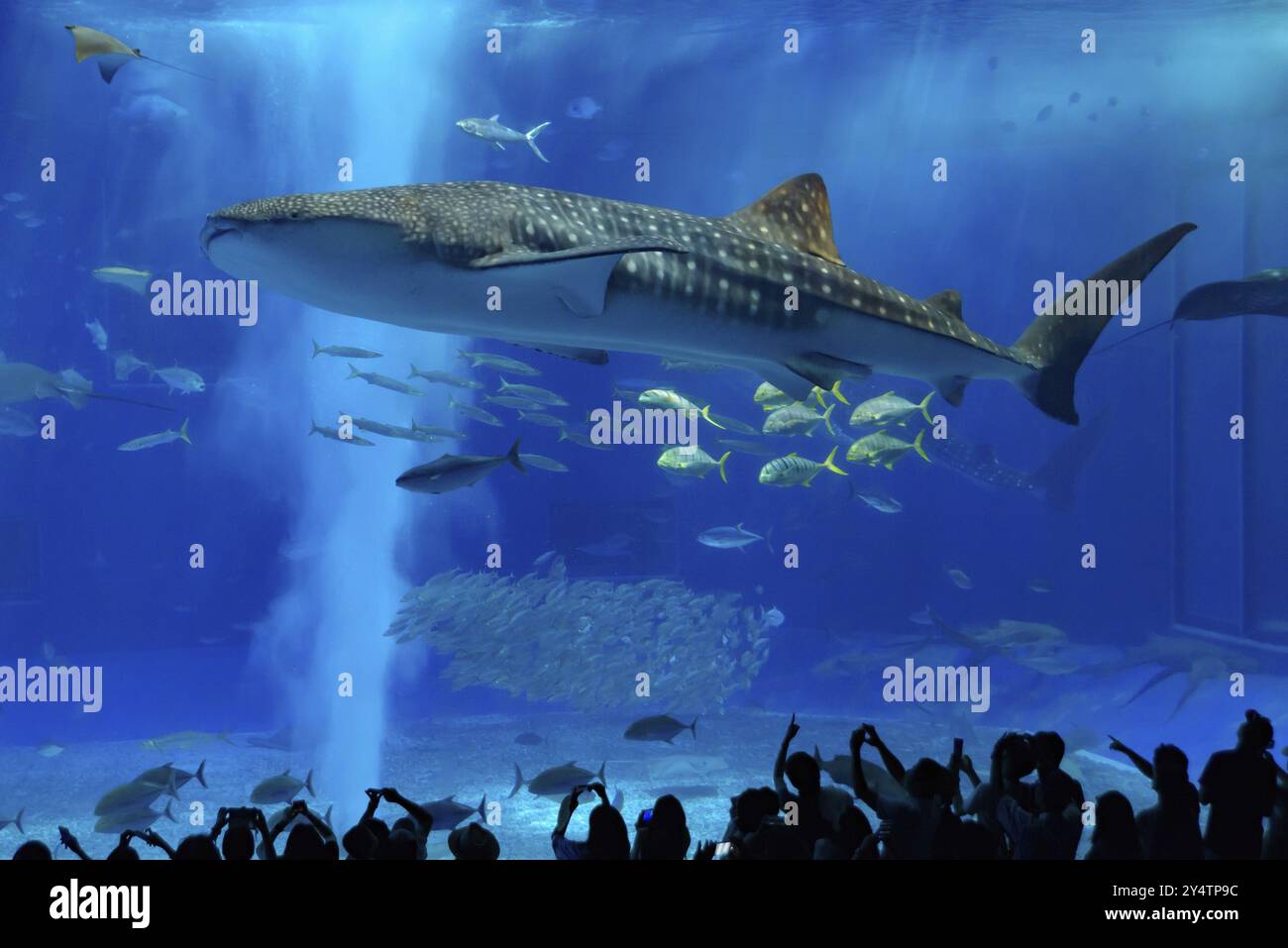 Whale shark in Okinawa Churaumi Aquarium, Japan, Asia Stock Photo - Alamy