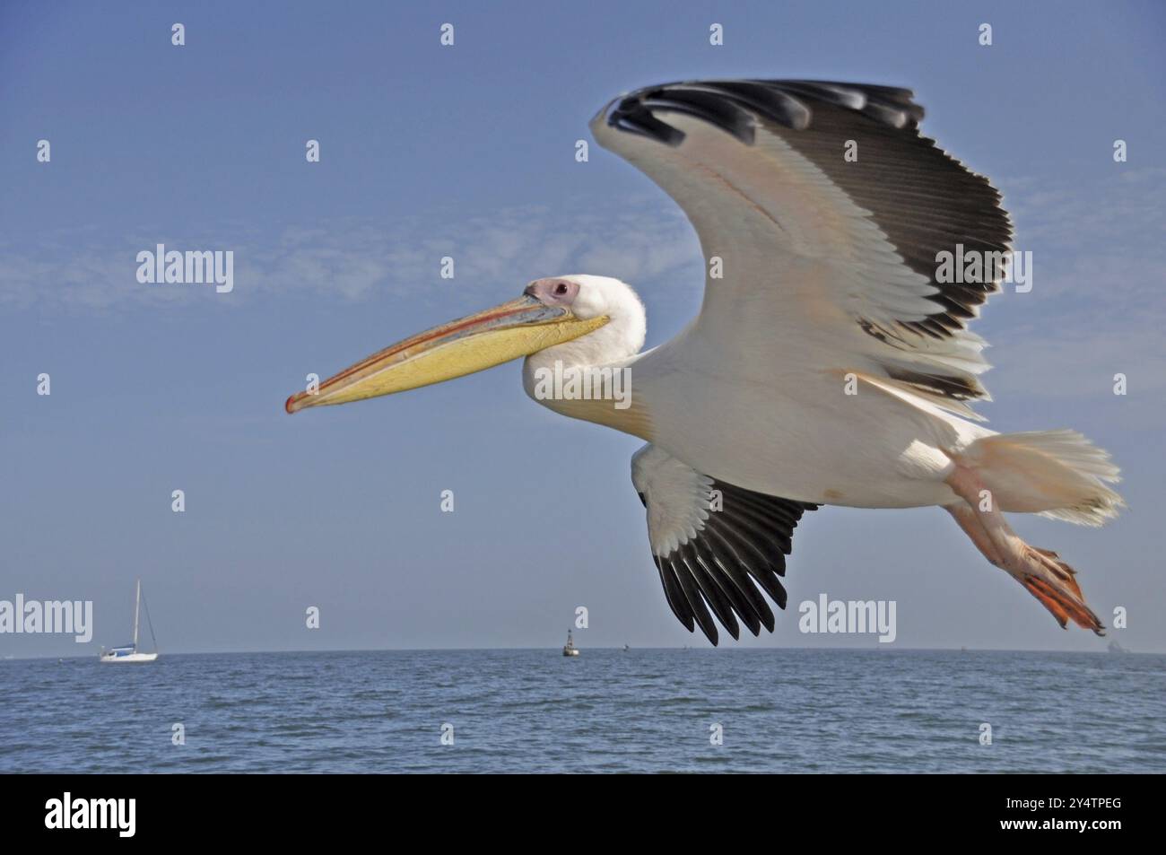 Pelican in flight Stock Photo - Alamy