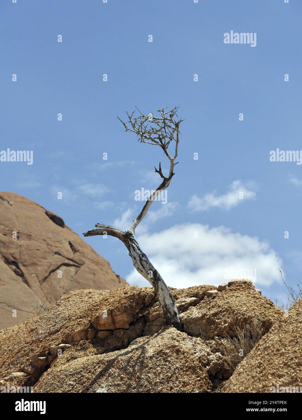 A tree growing from a rock in the Namib Desert, the oldest desert in ...