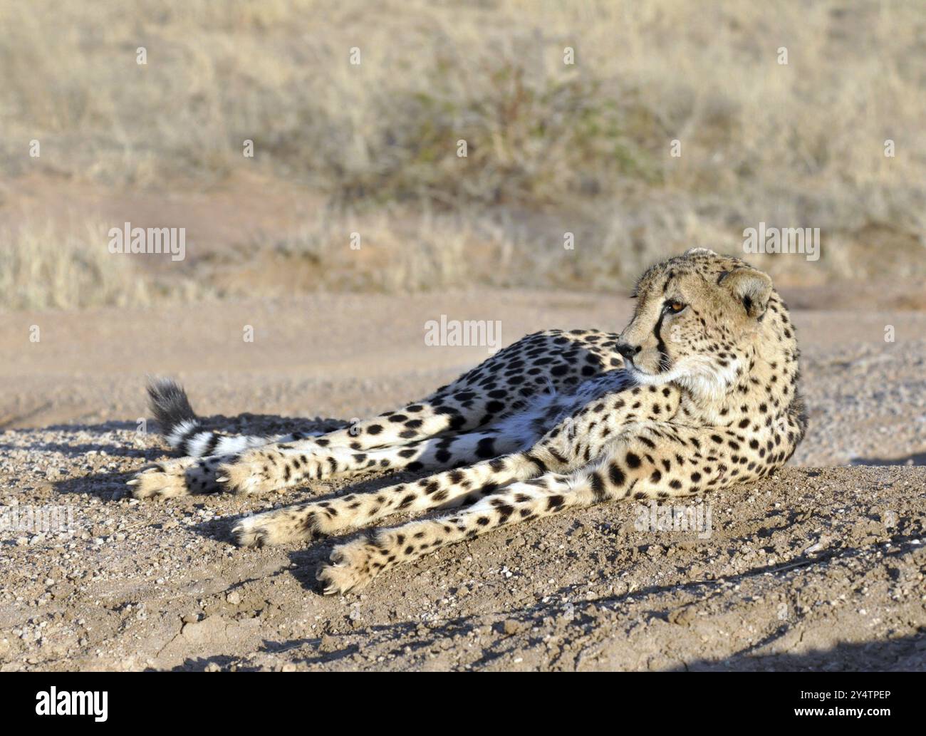 Cheetah in the street hi-res stock photography and images - Alamy