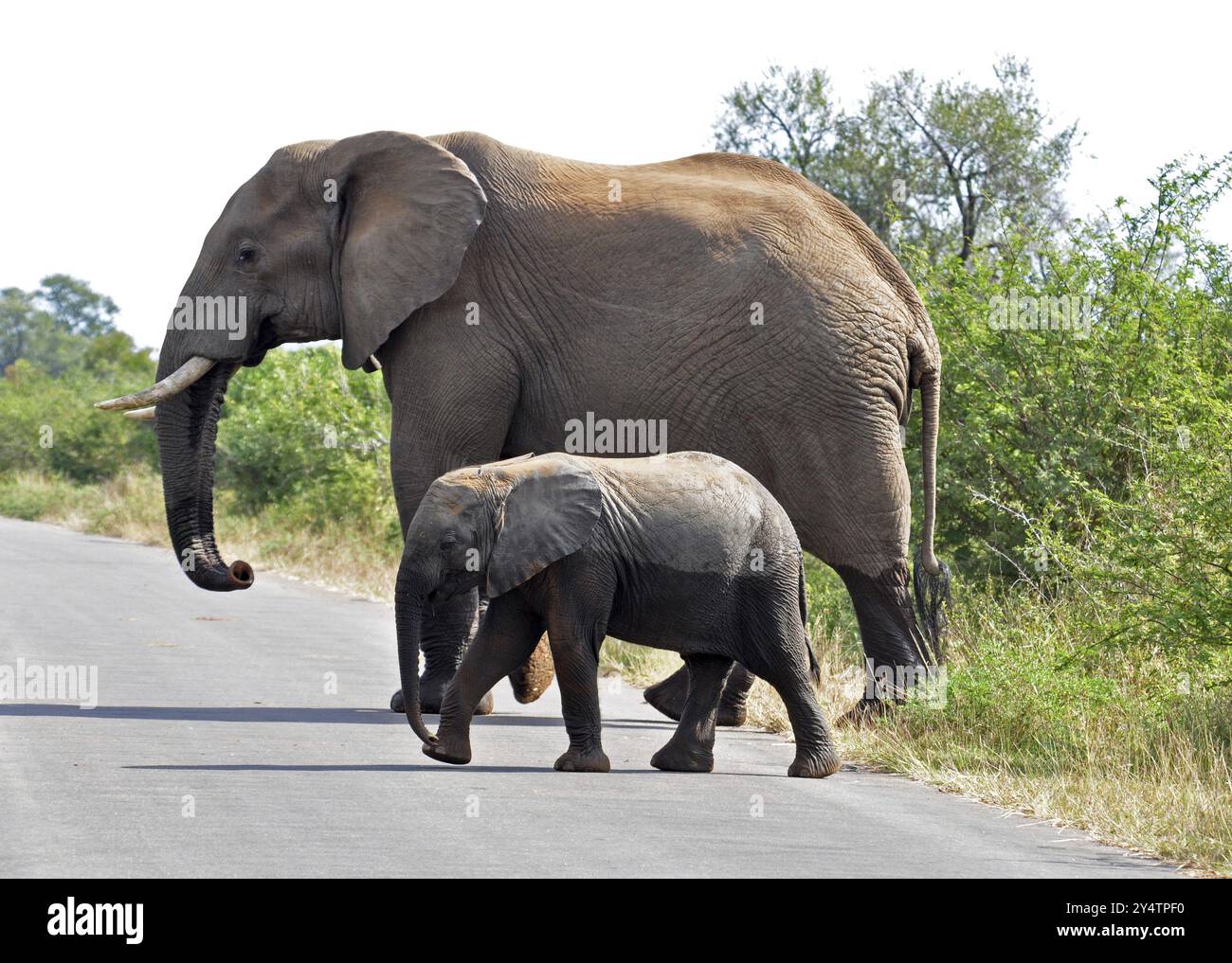 An African Elephant cow with her young calf Stock Photo - Alamy