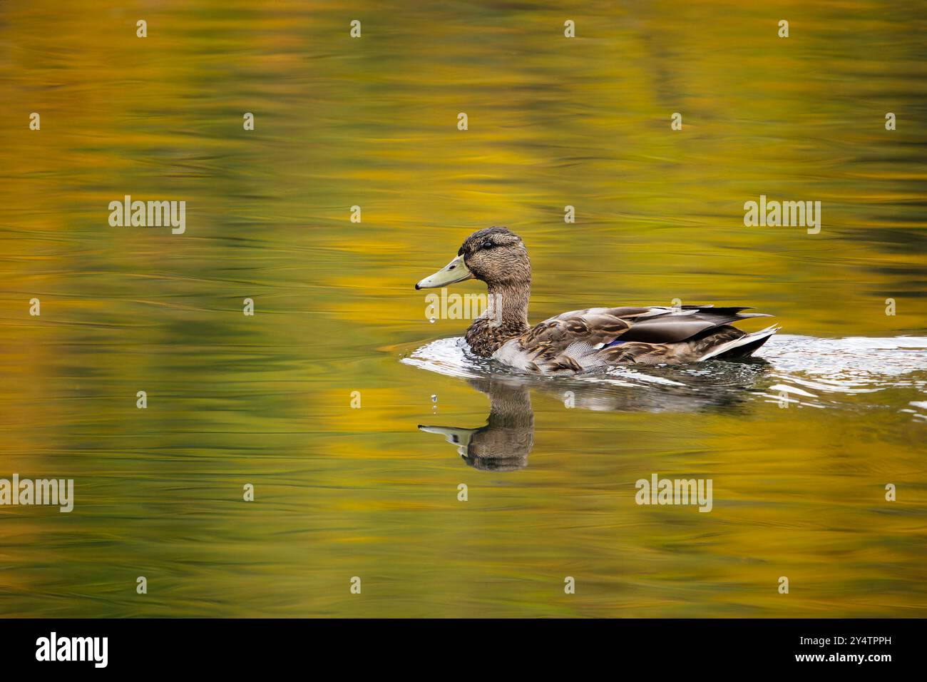 Male mallard in eclipse plumage hi-res stock photography and images - Alamy