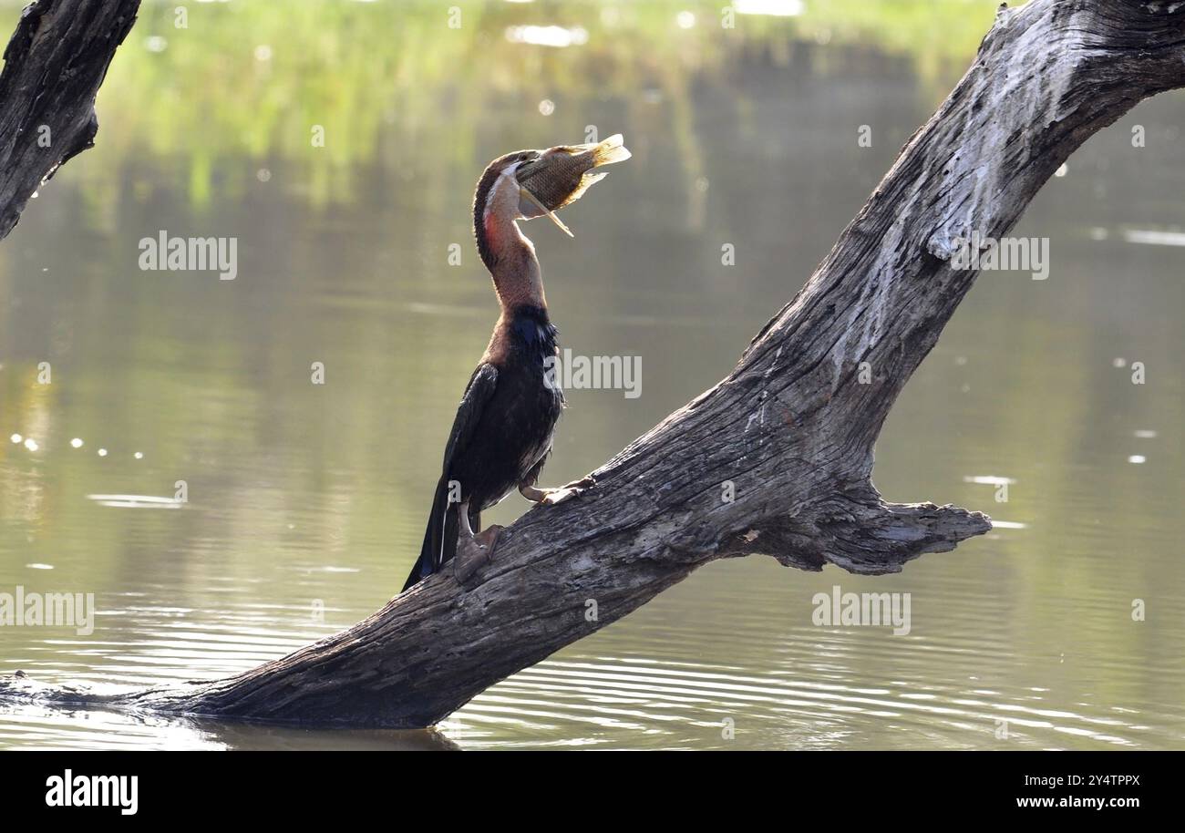 An African Darter with a fish at a lake in the Kruger Park, South ...