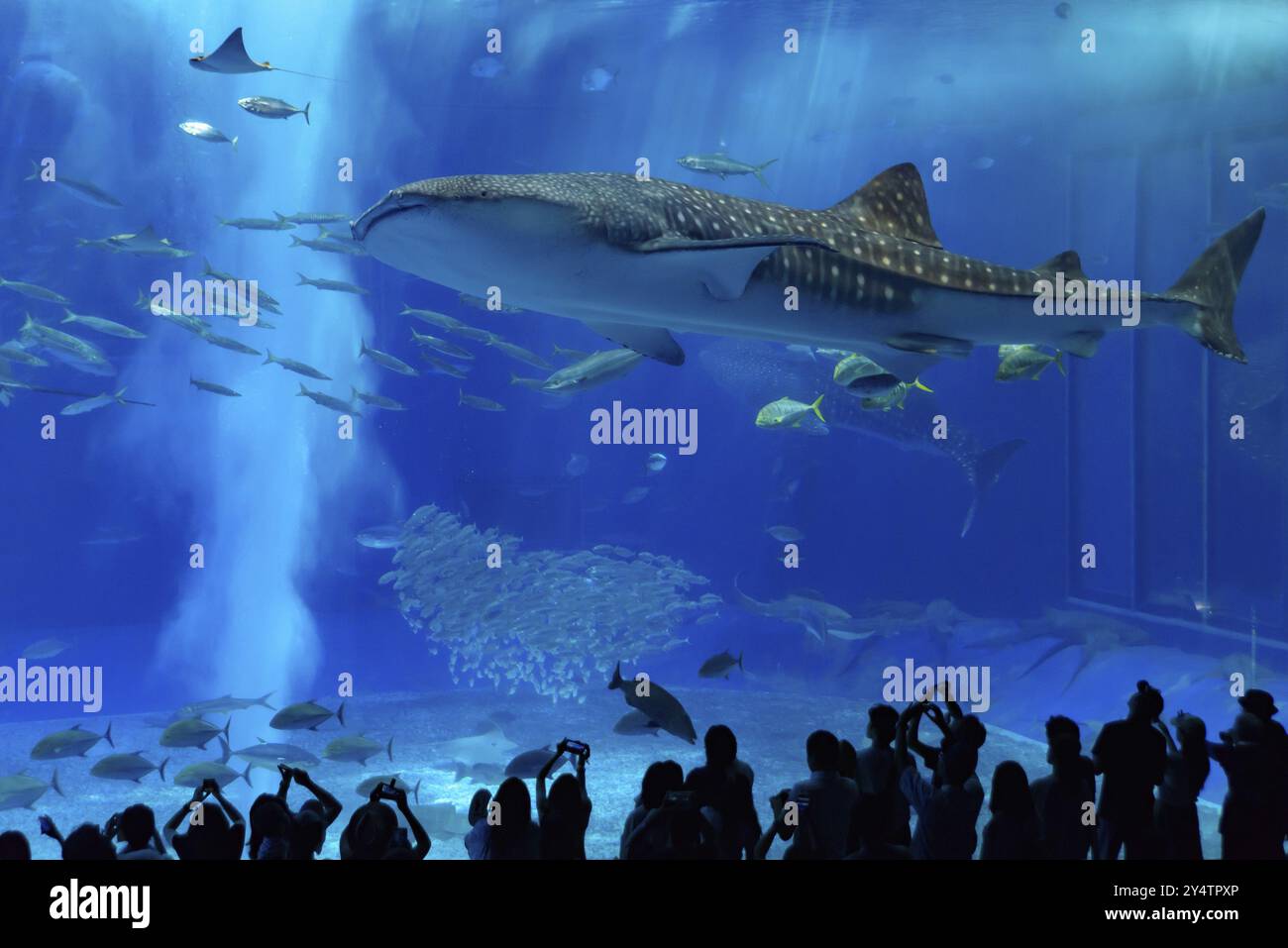 Whale shark in Okinawa Churaumi Aquarium, Japan, Asia Stock Photo - Alamy