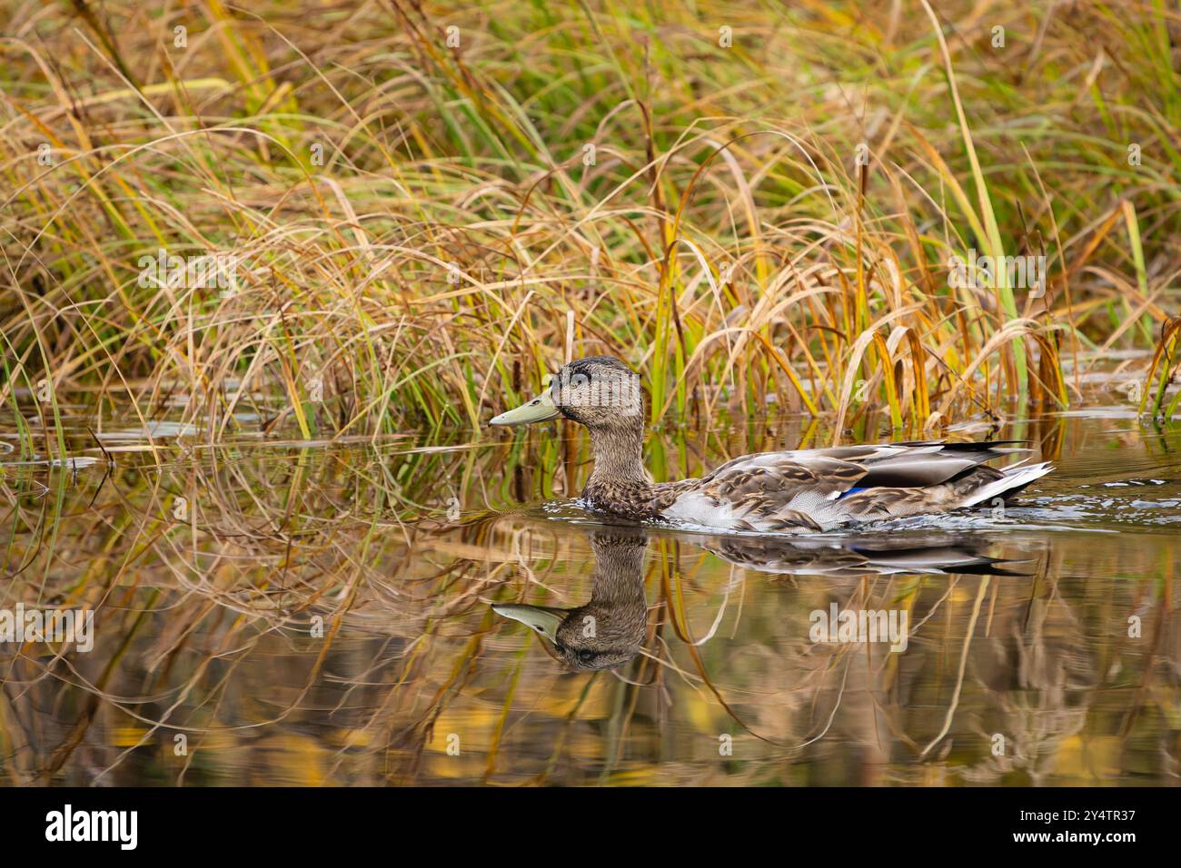 Male mallard in eclipse plumage hi-res stock photography and images - Alamy