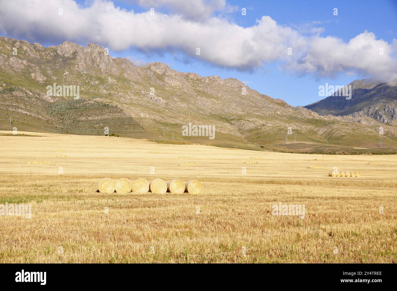 Wheat field after the harvest in the Western Cape, South Africa, Africa ...