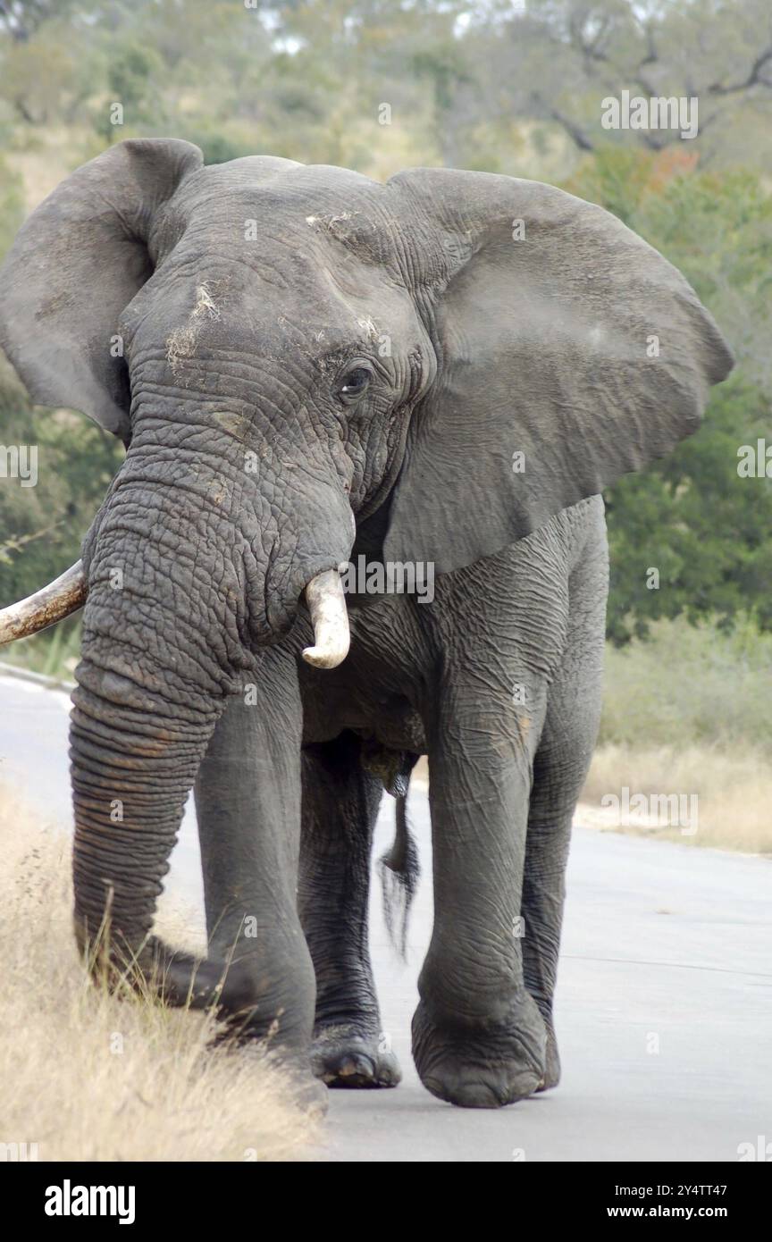 Elephant charging hi-res stock photography and images - Alamy