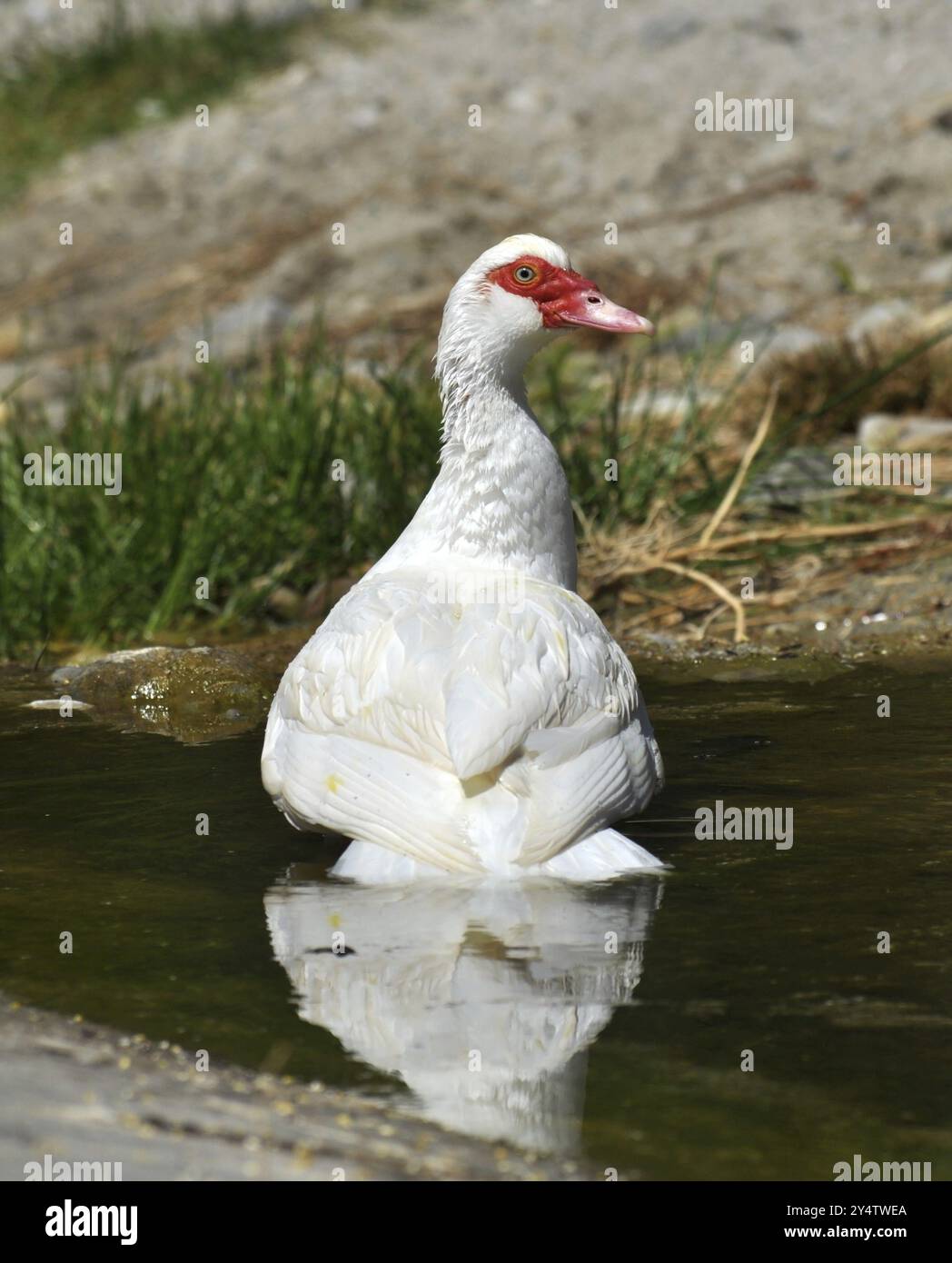 White Muscovy Duck in a river Stock Photo - Alamy