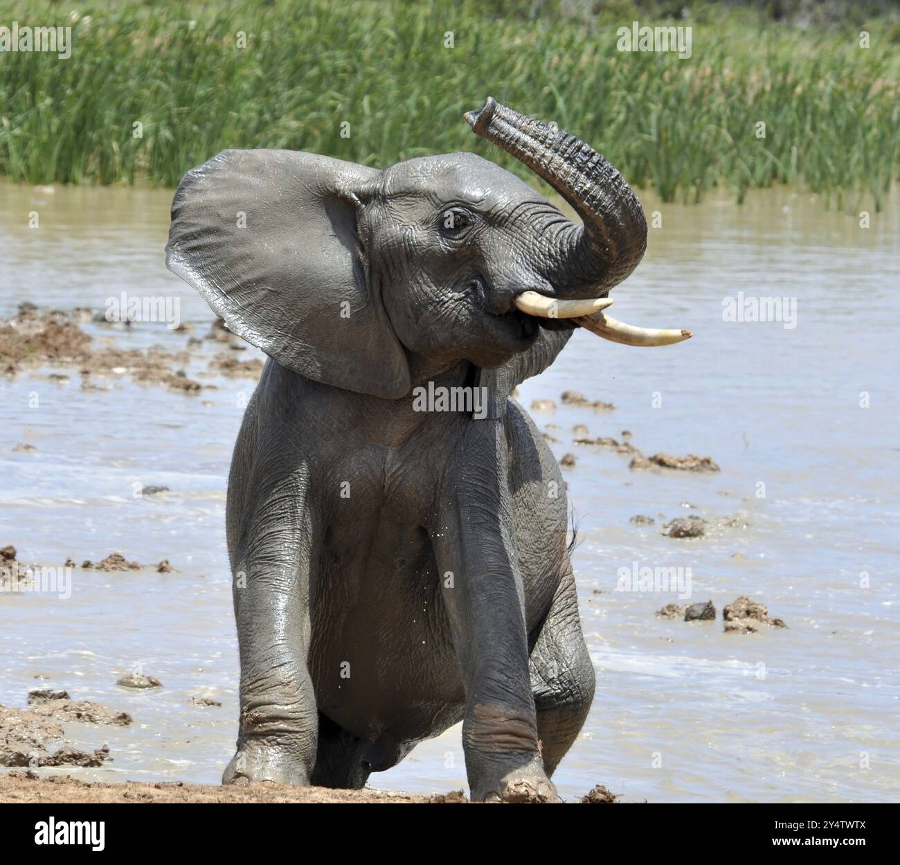 African Elephant swimming in the Addo Elephant National Park, South ...
