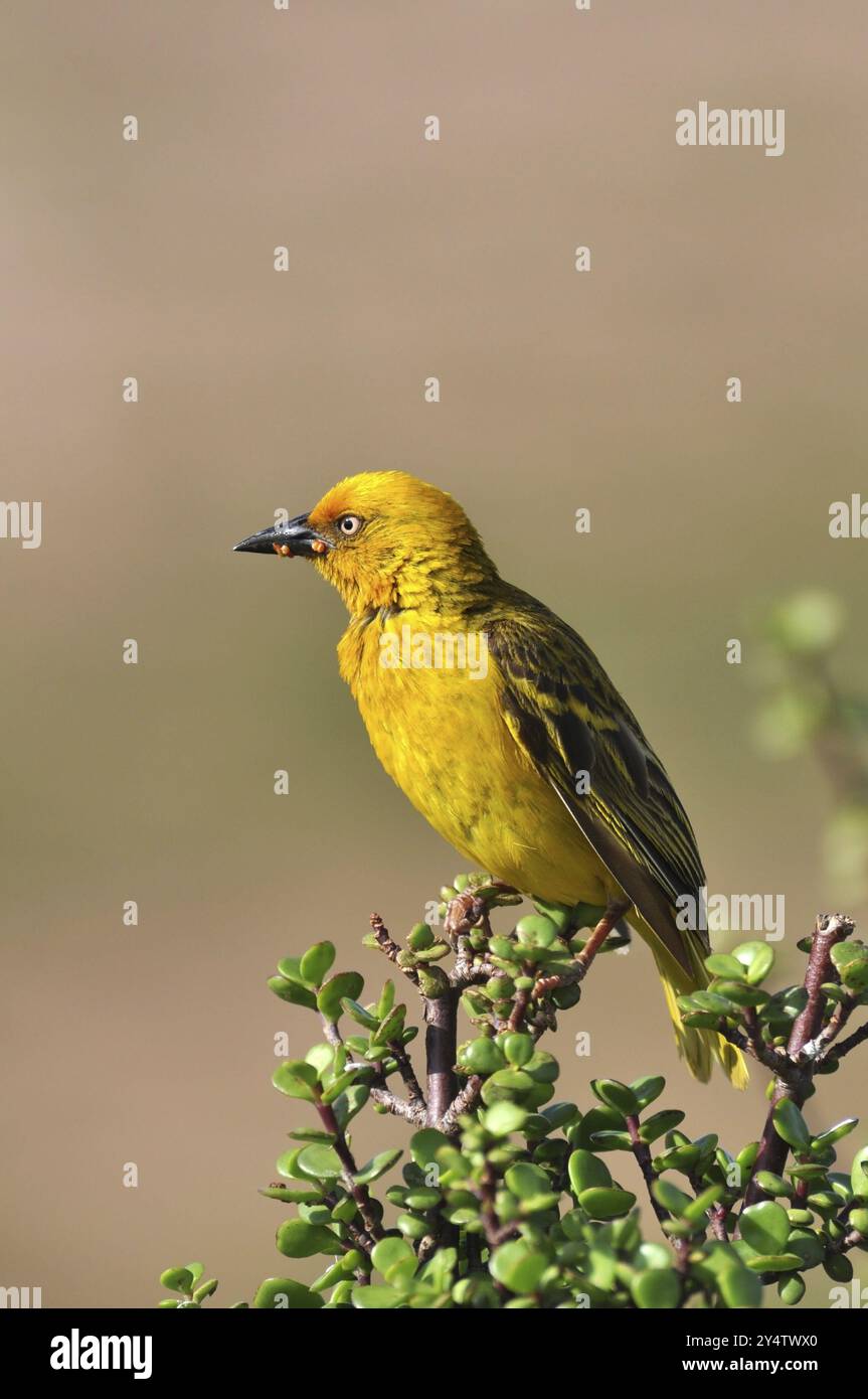 Cape Weaver Bird in the Addo Elephant National Park, South Africa ...