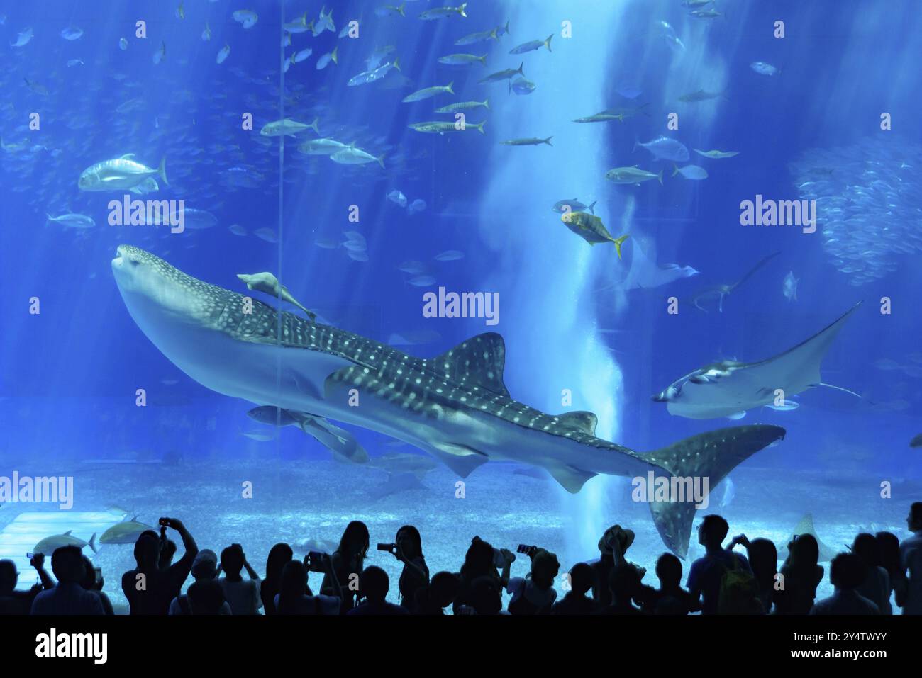 Whale shark in Okinawa Churaumi Aquarium, Japan, Asia Stock Photo - Alamy
