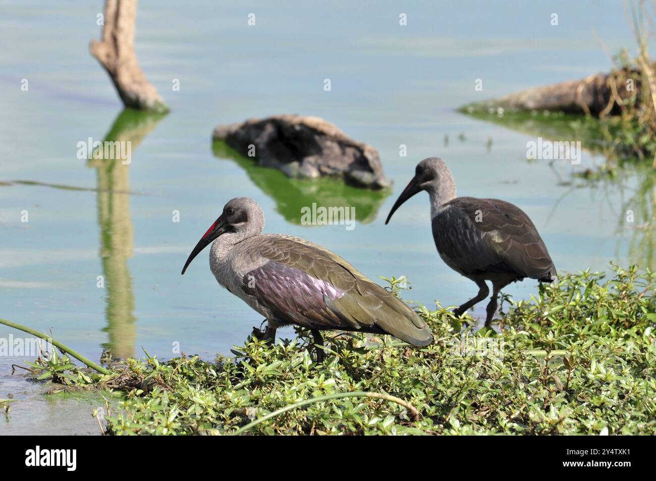A pair of Hadida Ibis wade birds in the Kruger Park, South Africa ...