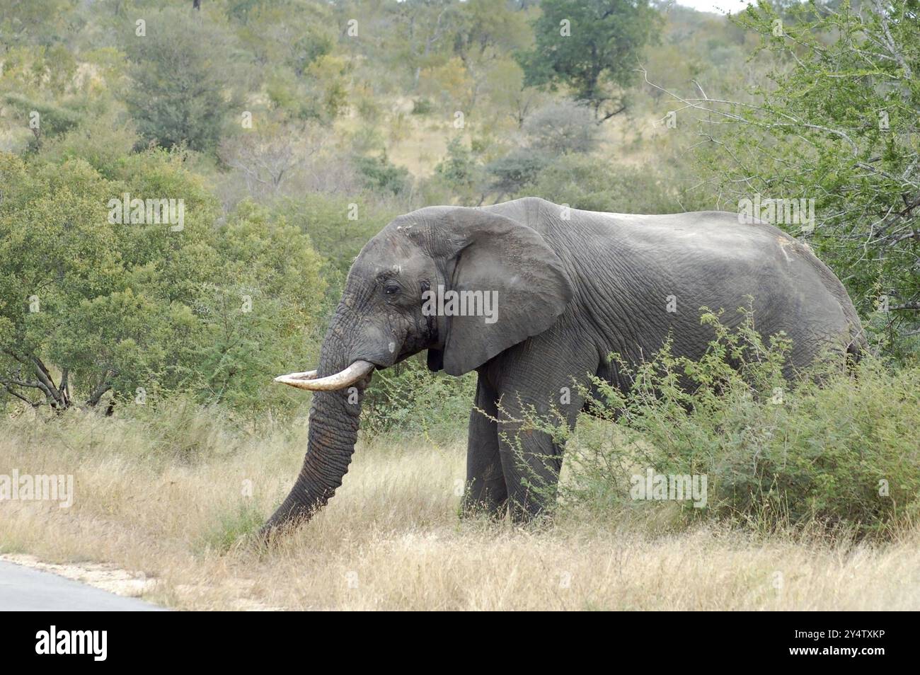 An African Elephant bull in the Kruger Park, South Africa, Africa Stock ...