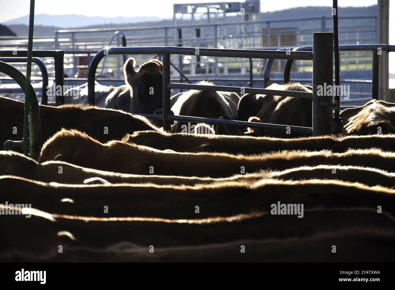 Jersey cows on rotary milking platform, West Coast, New Zealand ...