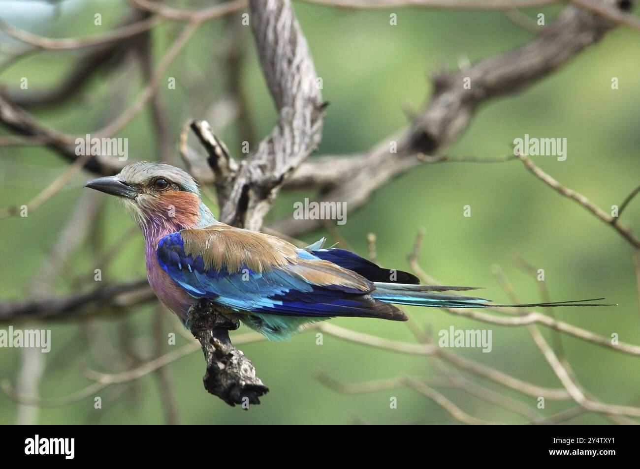 Lilacbreasted Roller, colourful bird of Southern Africa Stock Photo - Alamy