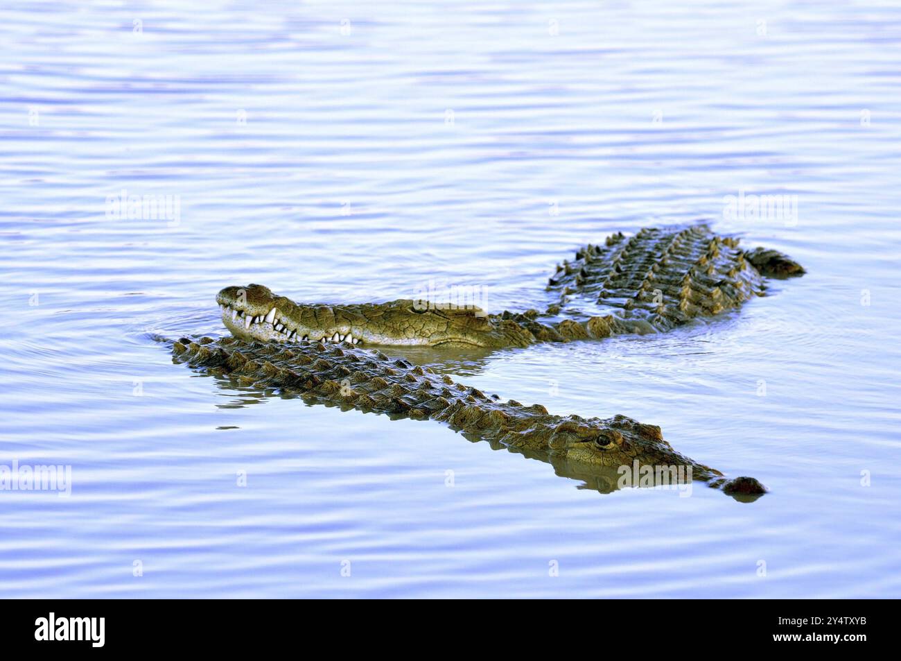 Two African Nile Crocodiles in water Stock Photo - Alamy