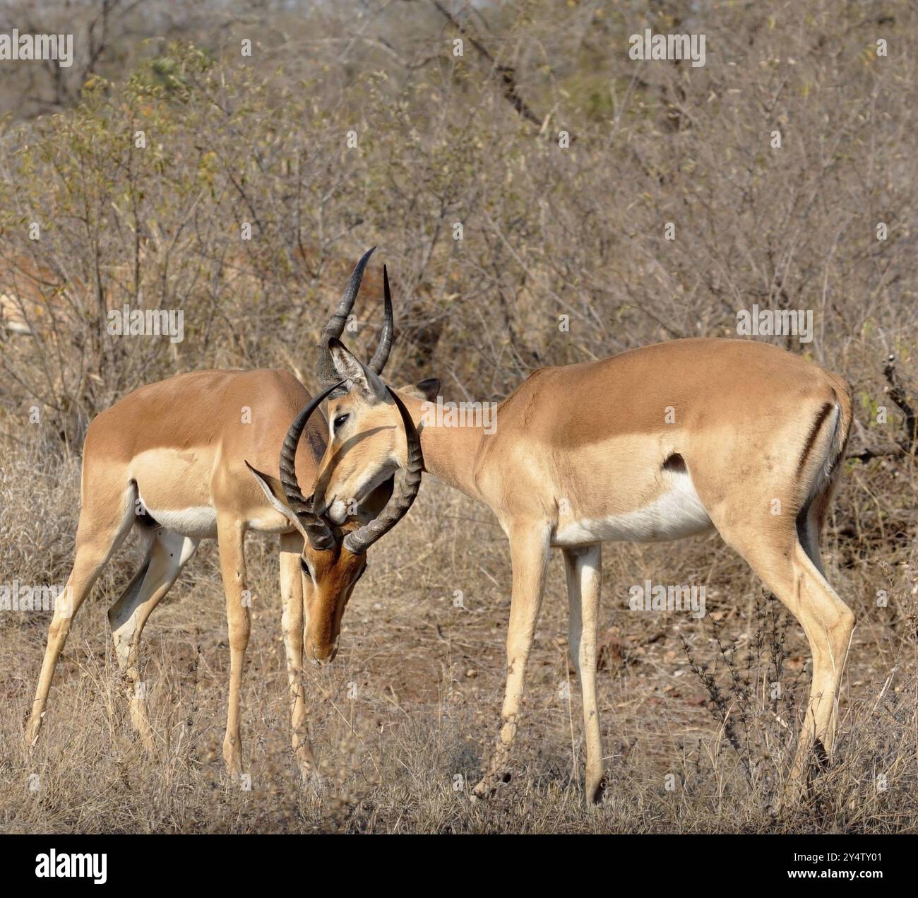 Male Impala Antelope (Aepyceros Melampus) in the Kruger Park, South ...