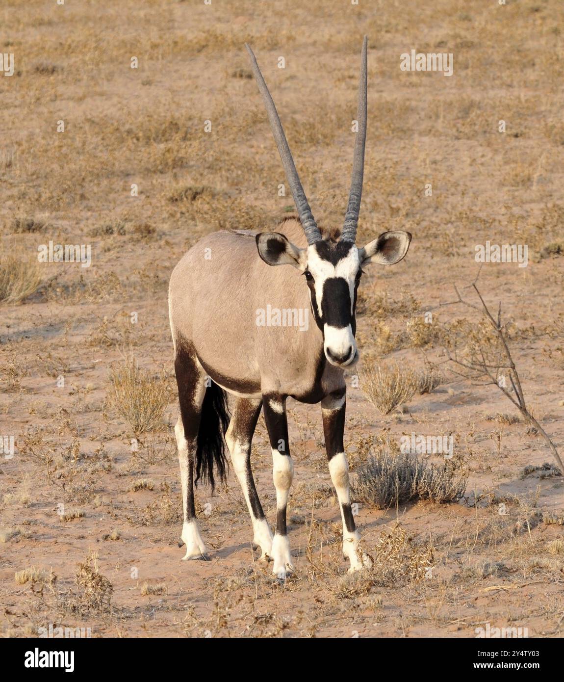 Female Gemsbok Antelope in the Kgalagadi Transfrontier Park, Southern ...