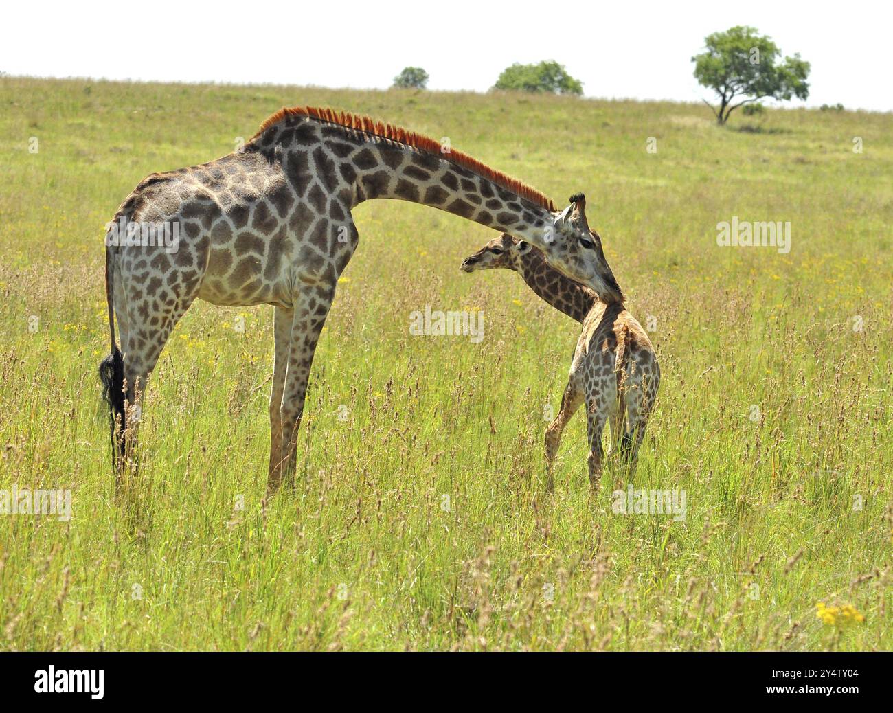 Female Giraffe in Africa with a calf Stock Photo - Alamy
