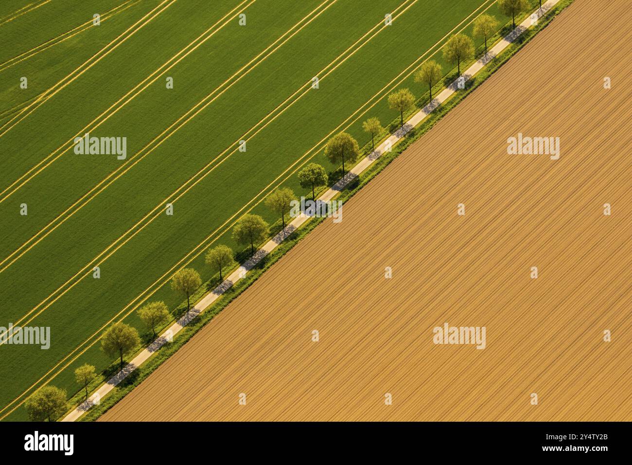 Country road between two fields Stock Photo - Alamy