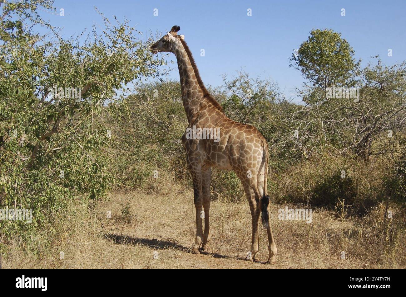 Female Giraffe in Africa Stock Photo - Alamy
