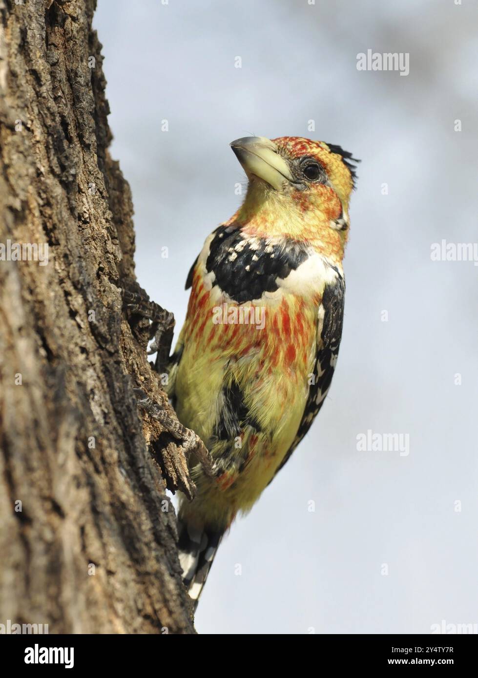 A Crested Batbet in the Kruger National Park, South Africa, Africa ...