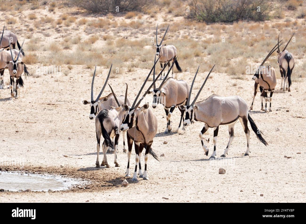 Female Gemsbok Antelope in the Kgalagadi Transfrontier Park, Southern ...