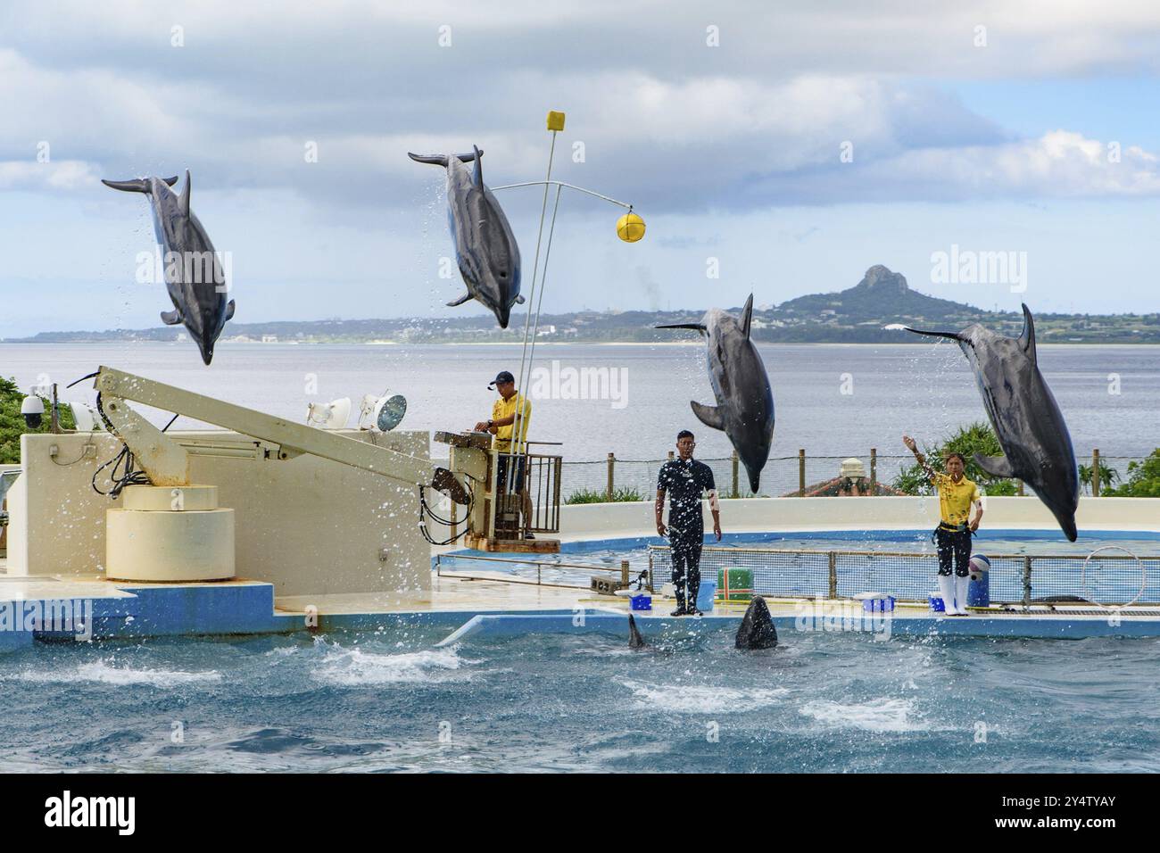 Dolphin Show (Okichan Theater) in Okinawa Churaumi Aquarium Stock Photo ...