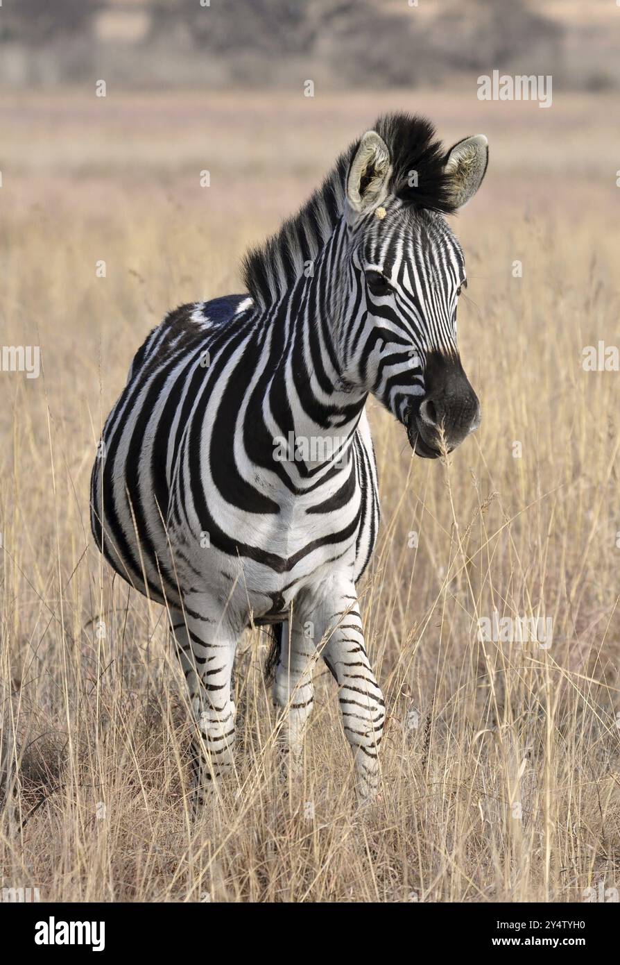 A Burchells Zebra (Equus quagga burchelli) in South Africa Stock Photo ...