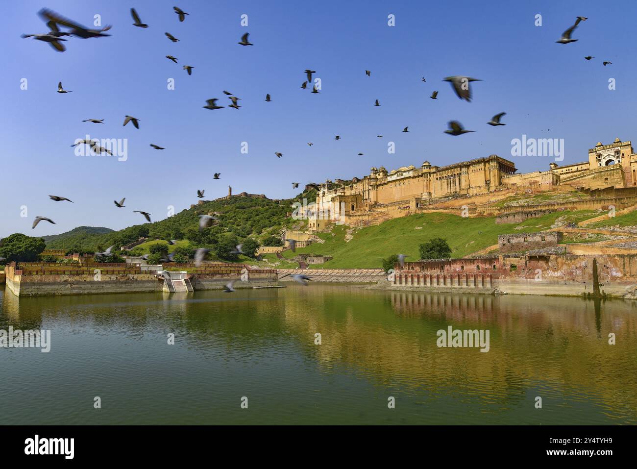 A flock of birds flying in front of Amer Fort in Jaipur, India, Asia ...