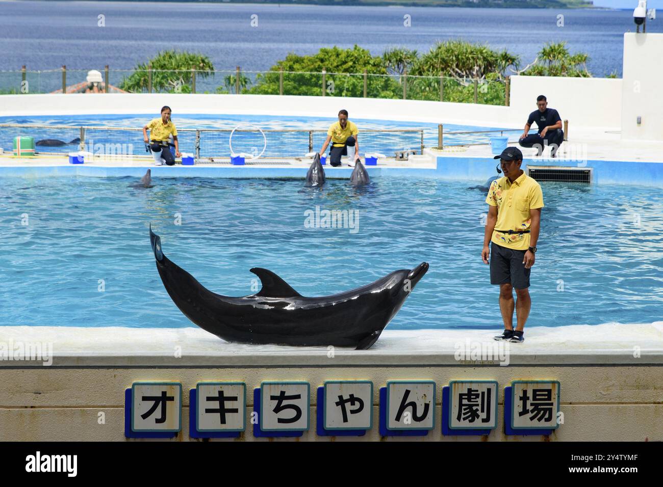 Dolphin Show (Okichan Theater) in Okinawa Churaumi Aquarium Stock Photo ...