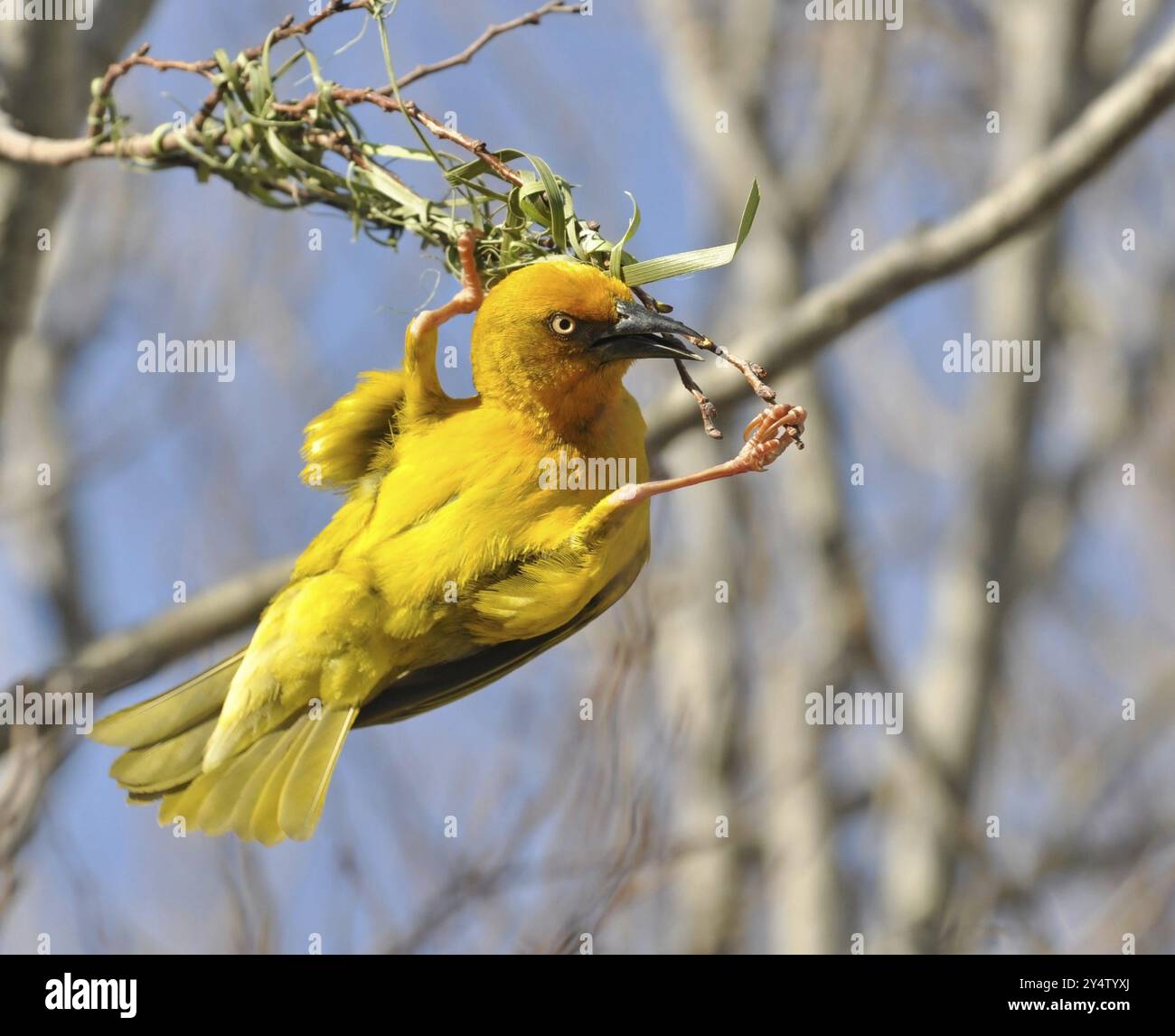Cape Weaver, Ploceus capensis, a resident breeding bird species endemic ...