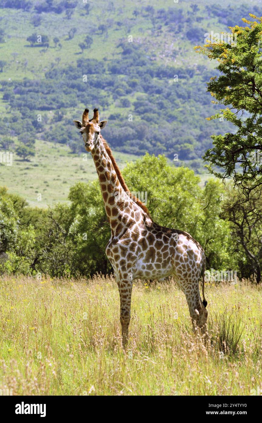 Female Giraffe in South Africa Stock Photo - Alamy